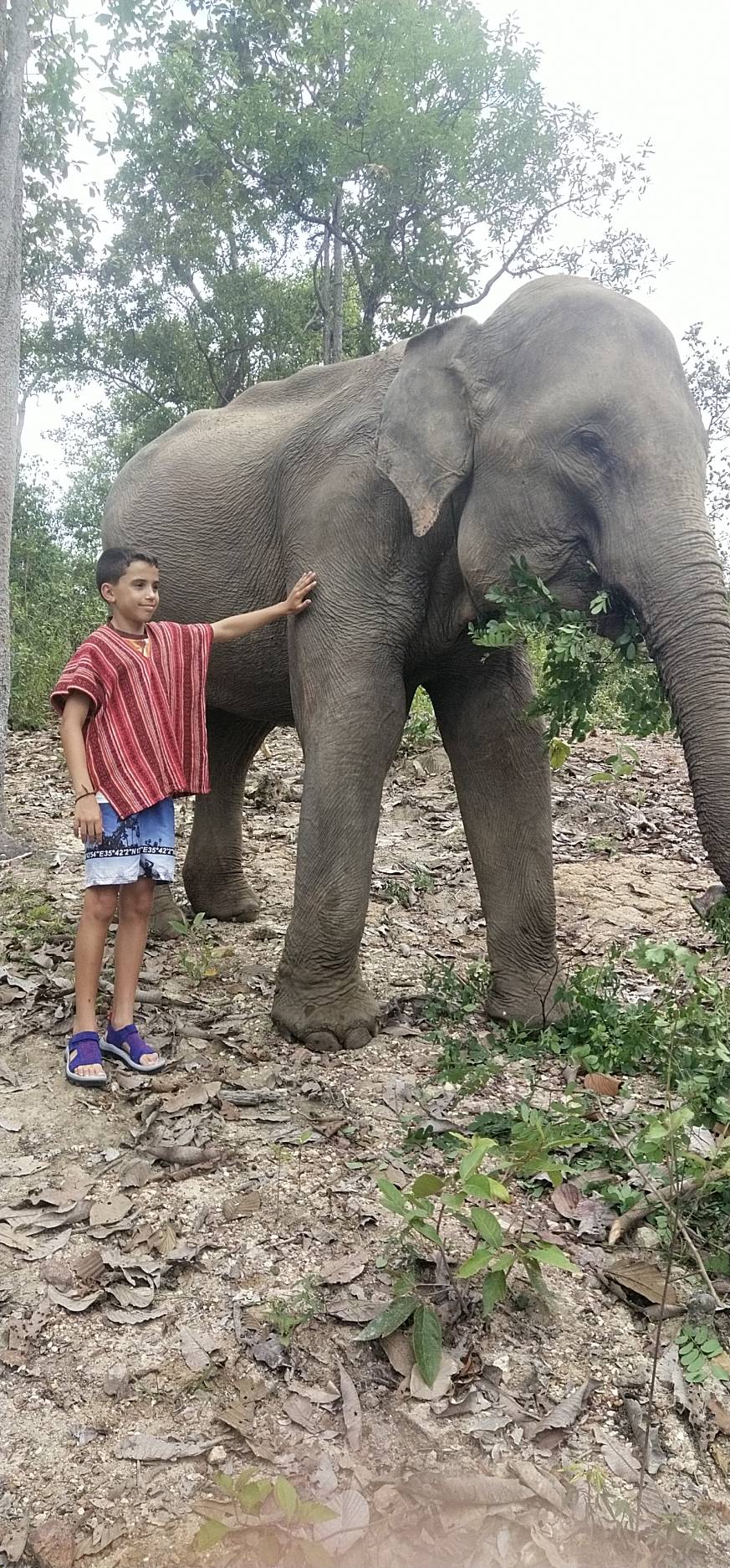 Secret Elephant Sanctuary