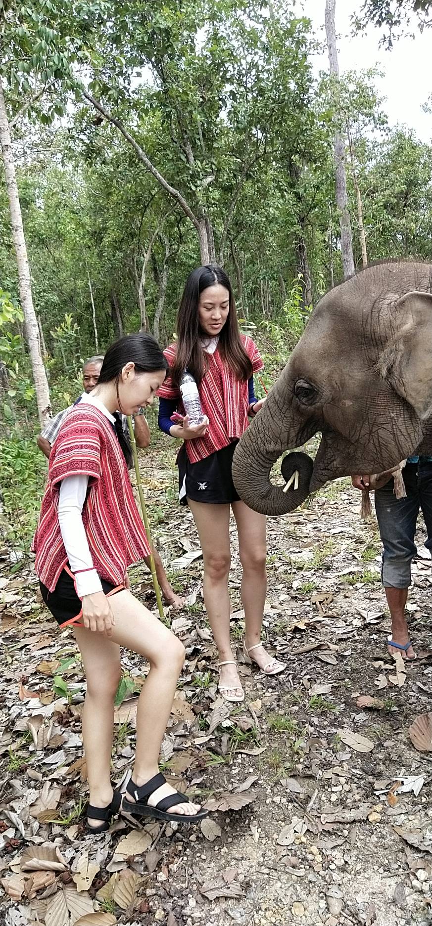 Secret Elephant Sanctuary