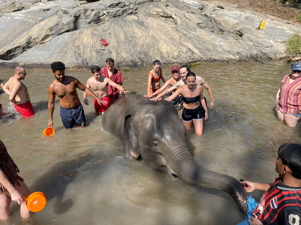 Secret Elephant Sanctuary