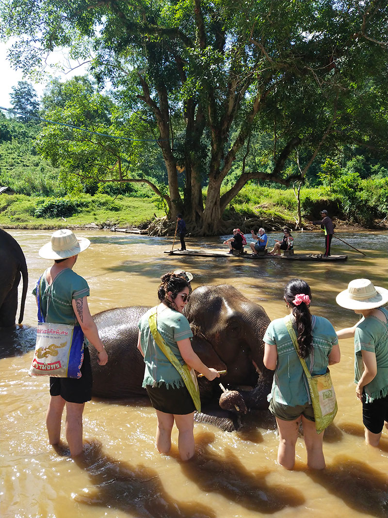 Secret Elephant Sanctuary