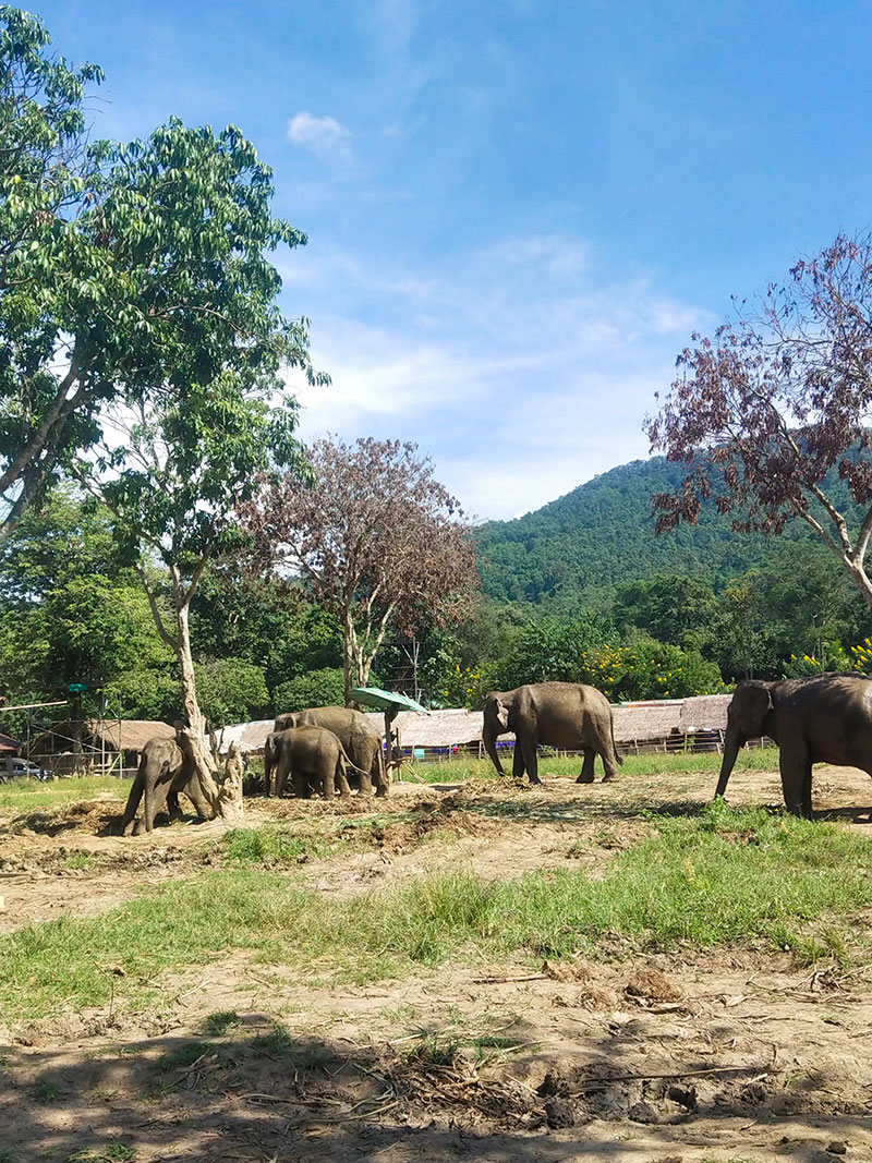Secret Elephant Sanctuary