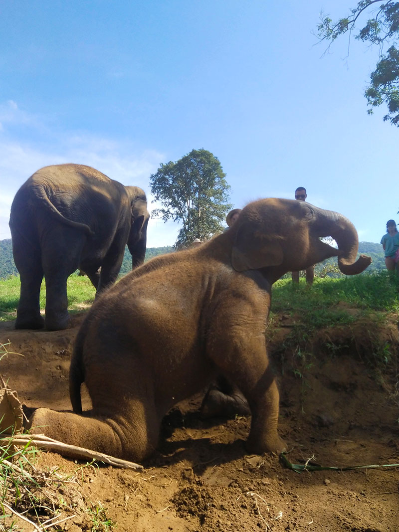 Secret Elephant Sanctuary