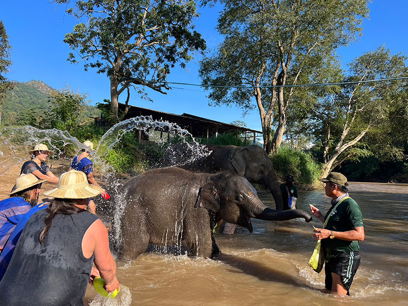 Secret Elephant Sanctuary