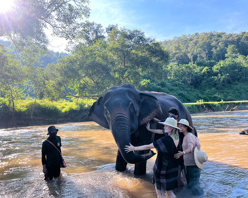 Secret Elephant Sanctuary